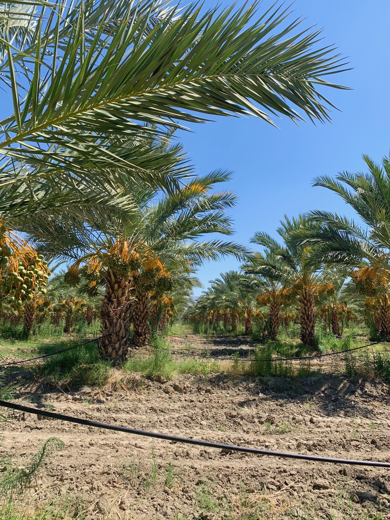 Pre-Harvest Farm Visit: Understanding the Lifecycle of Medjool Dates