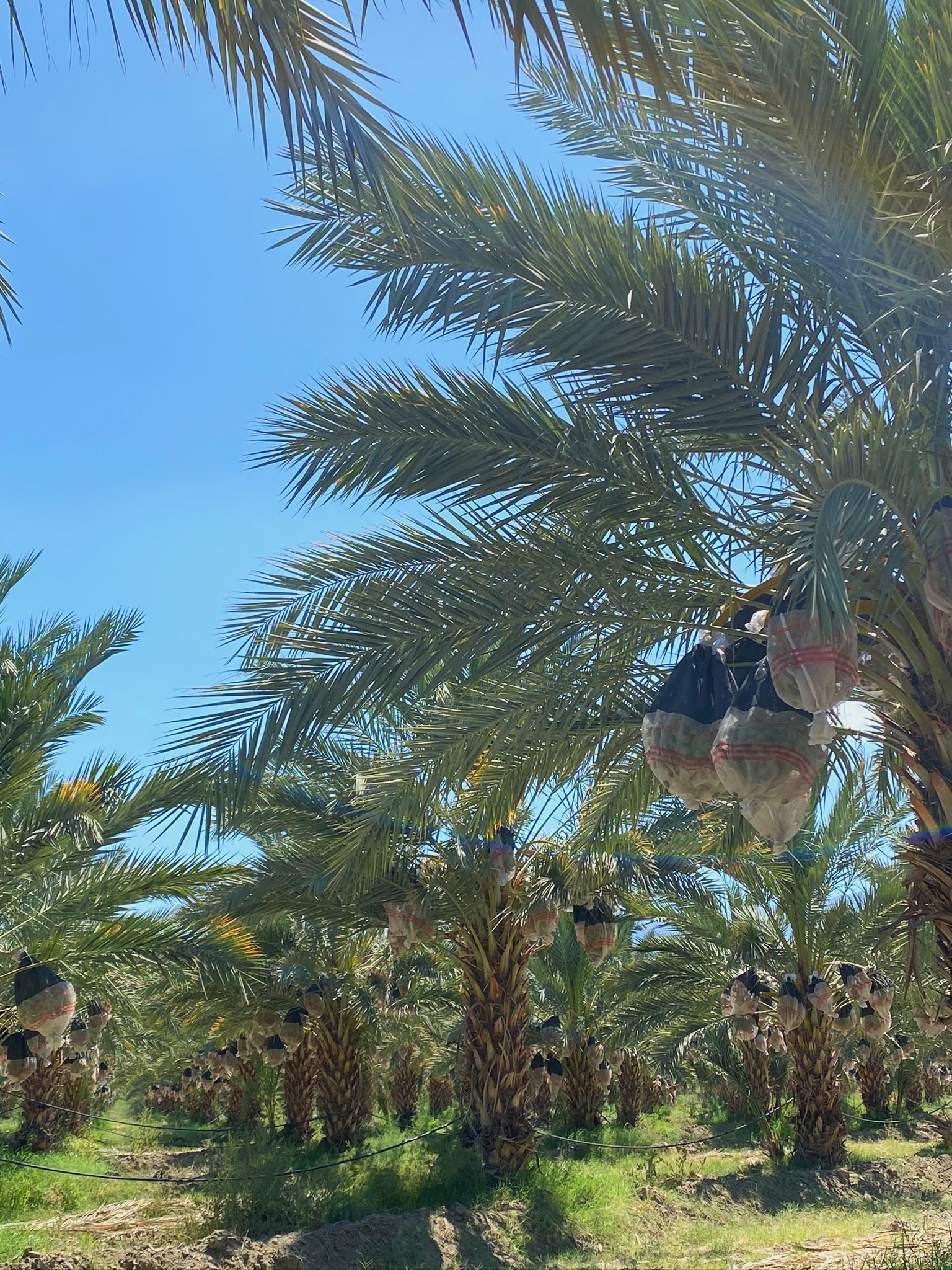 Pre-Harvest Farm Visit: Understanding the Lifecycle of Medjool Dates