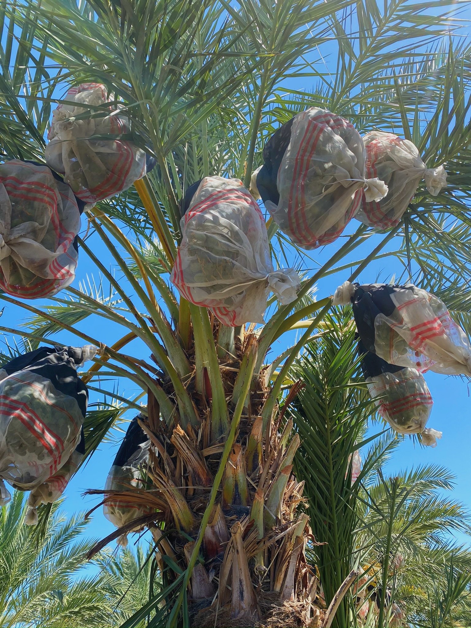 Pre-Harvest Farm Visit: Understanding the Lifecycle of Medjool Dates