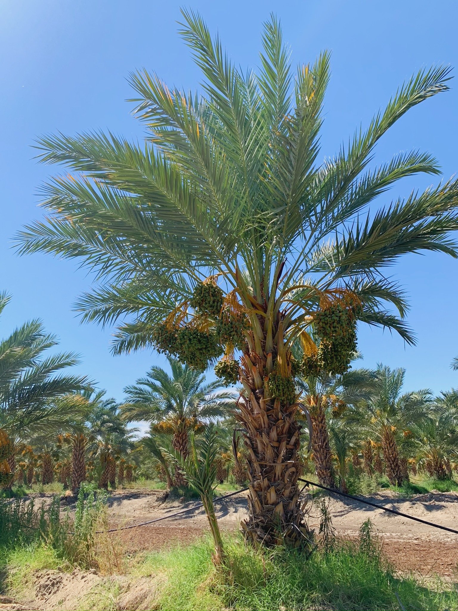 Pre-Harvest Farm Visit: Understanding the Lifecycle of Medjool Dates