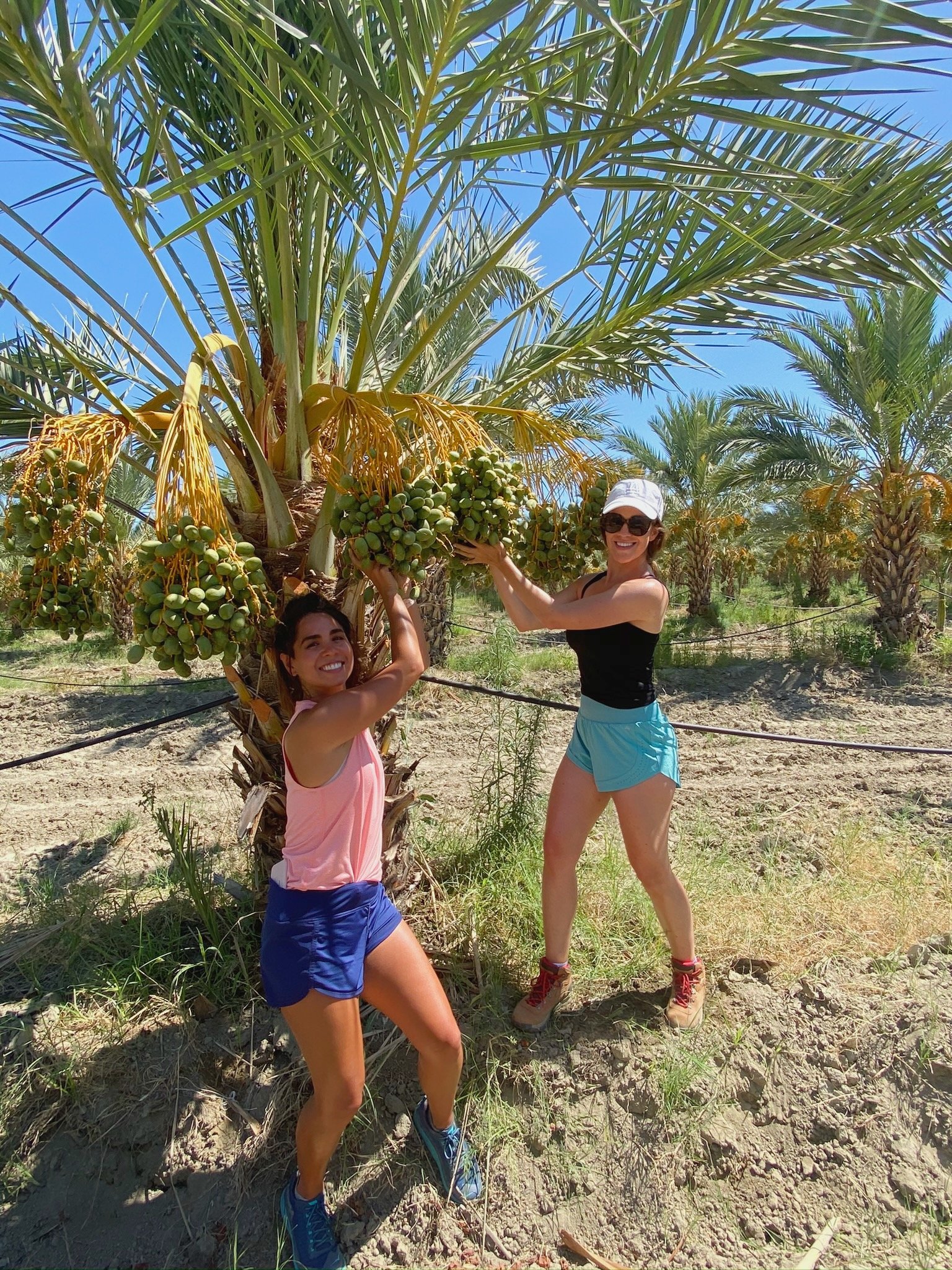 Pre-Harvest Farm Visit: Understanding the Lifecycle of Medjool Dates