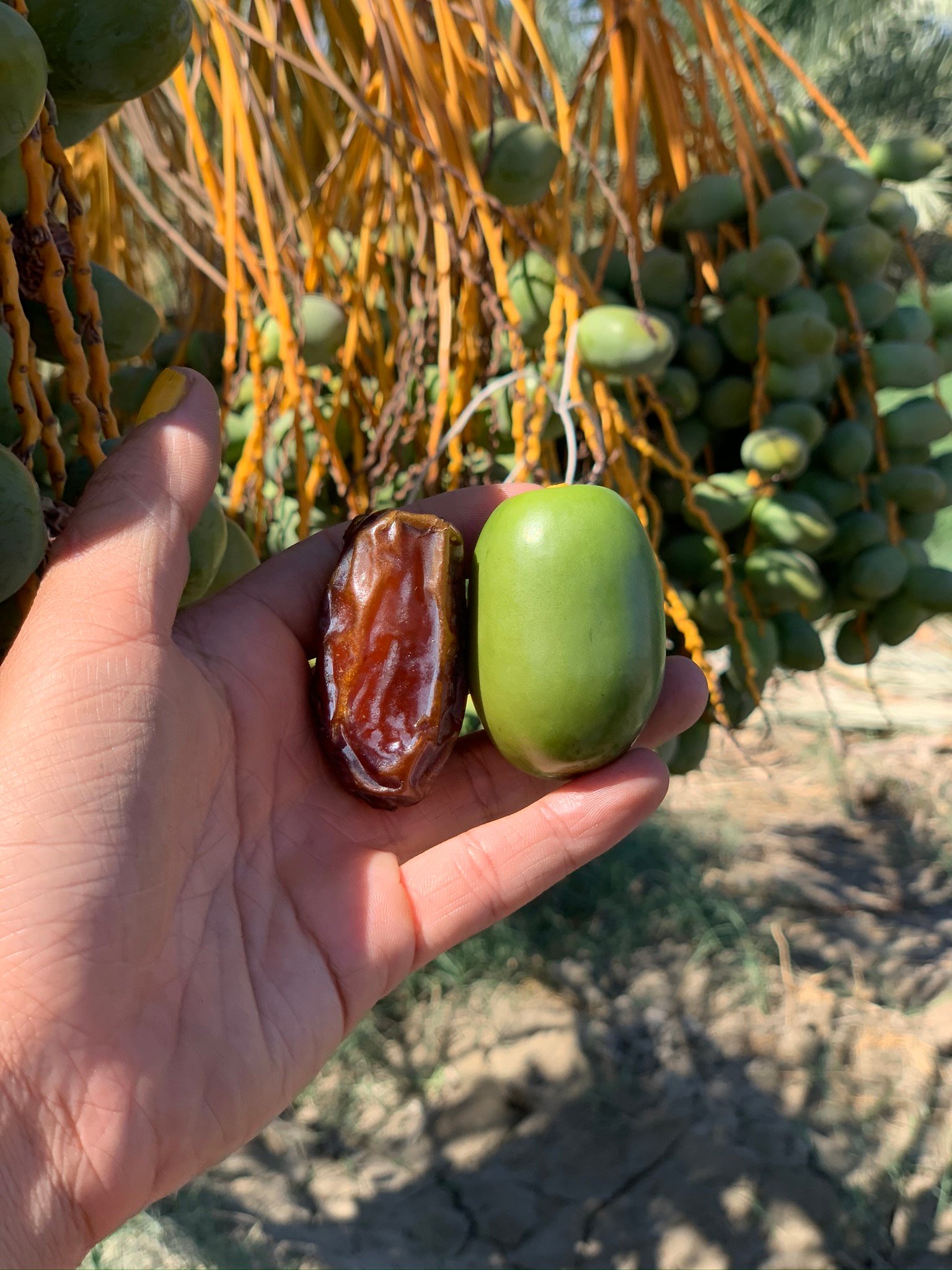 Pre-Harvest Farm Visit: Understanding the Lifecycle of Medjool Dates