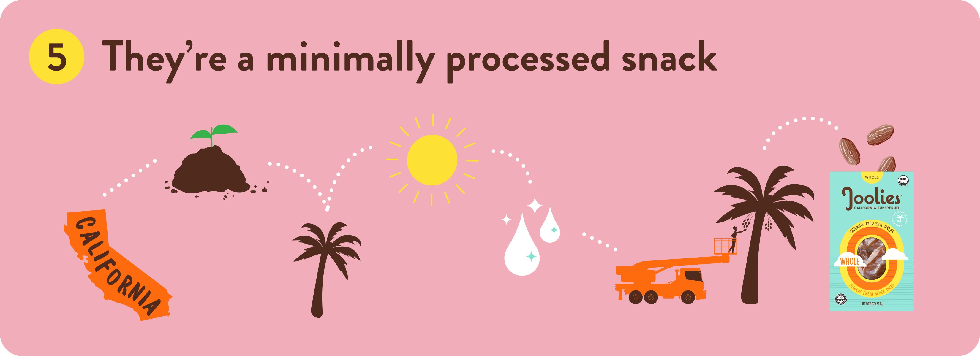 9 Reasons to Eat Medjool Dates Every Day